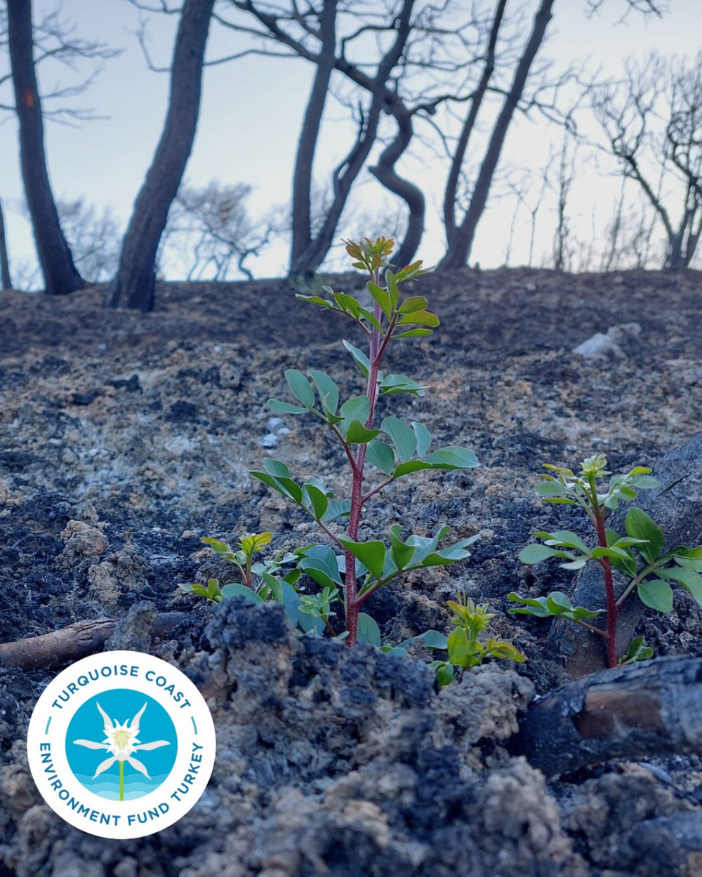 SoSo Swim - sustainable swimwear.